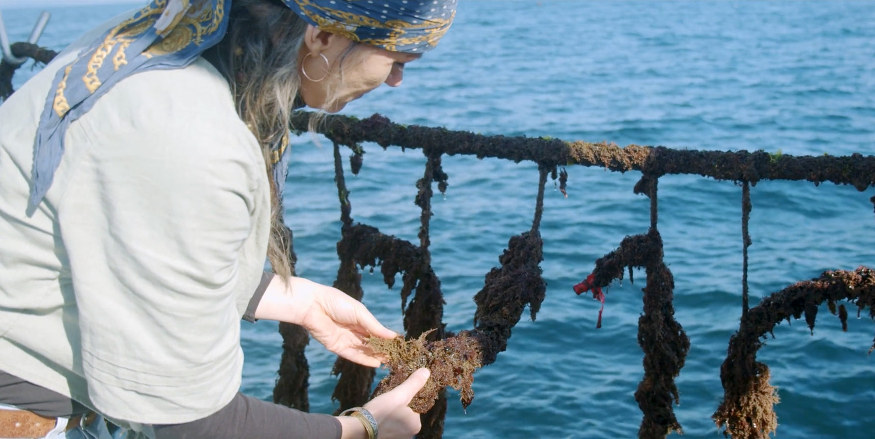 About Us – PhycoHealth